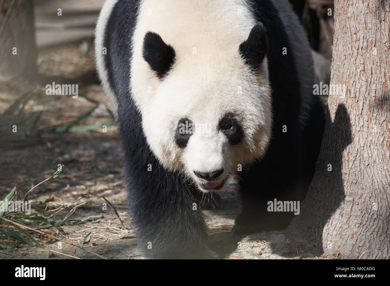 A giant panda's head close-up, a happy expression Stock Photo - Alamy