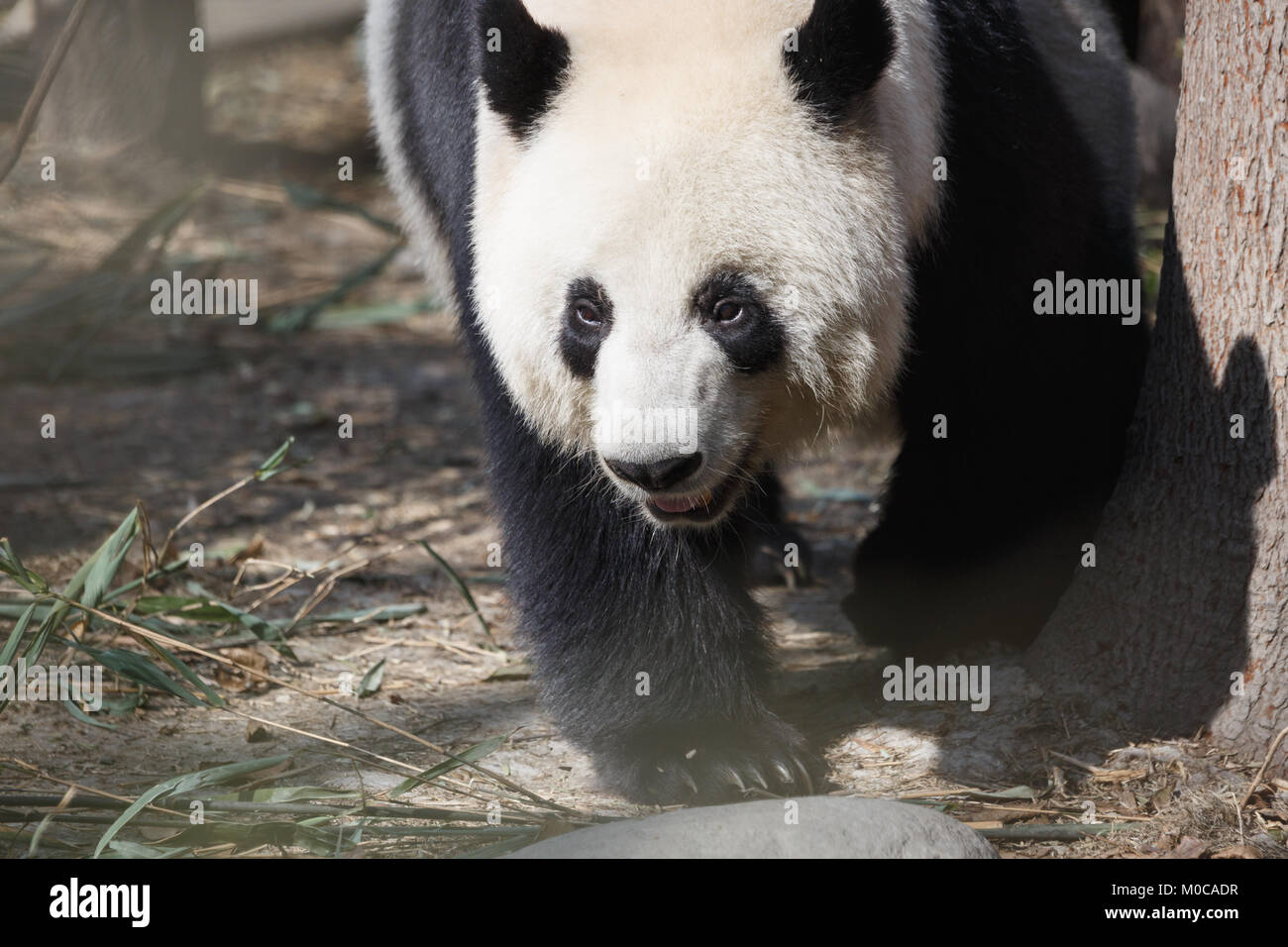 A giant panda's head close-up, a happy expression Stock Photo - Alamy