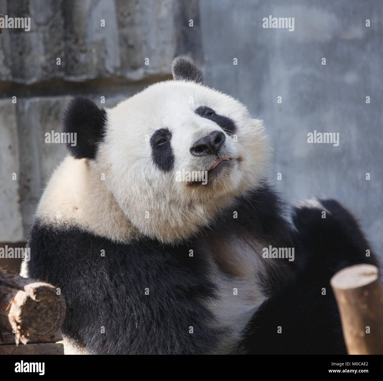 A giant panda's head close-up, a happy expression Stock Photo - Alamy