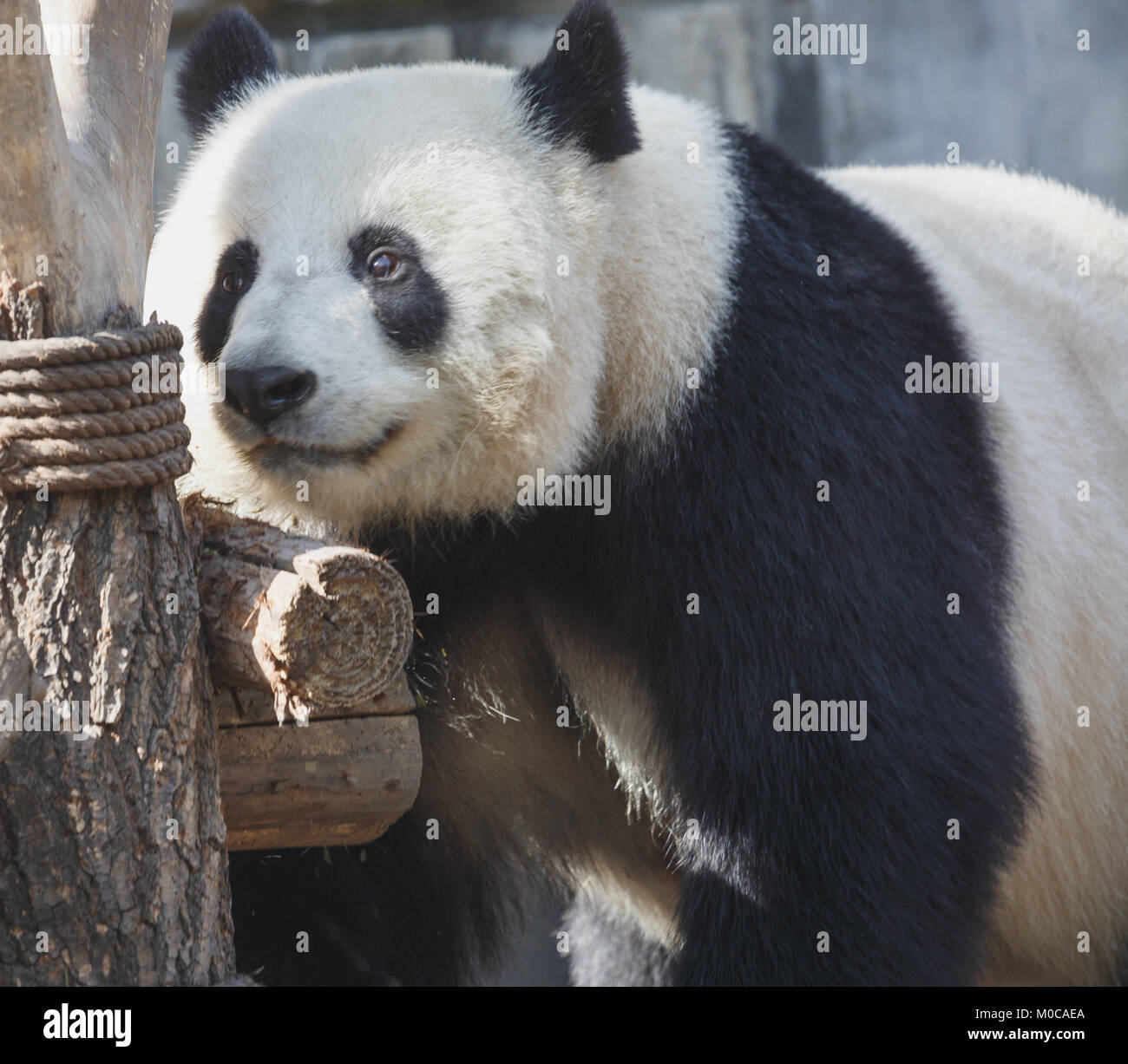 A giant panda's head close-up, a happy expression Stock Photo - Alamy