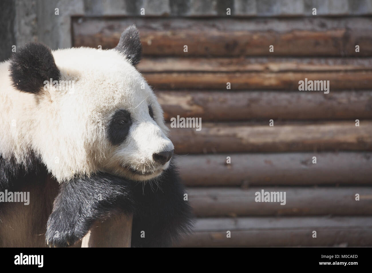 A giant panda's head close-up, a happy expression Stock Photo - Alamy