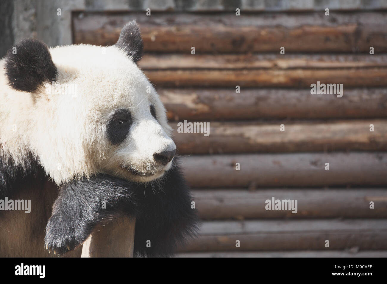 Happy pandas hi-res stock photography and images - Alamy