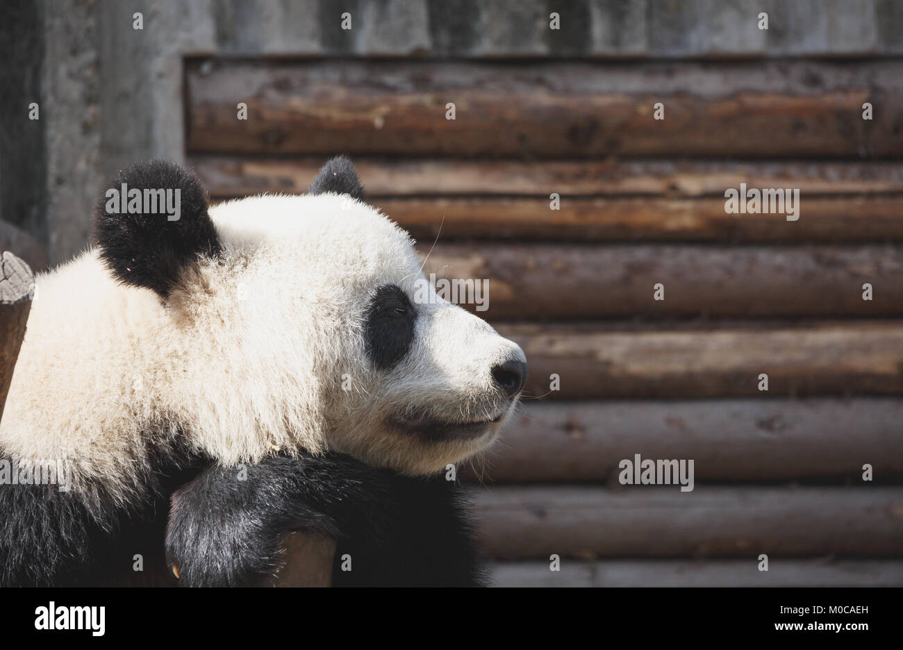 A giant panda's head close-up, a happy expression Stock Photo - Alamy
