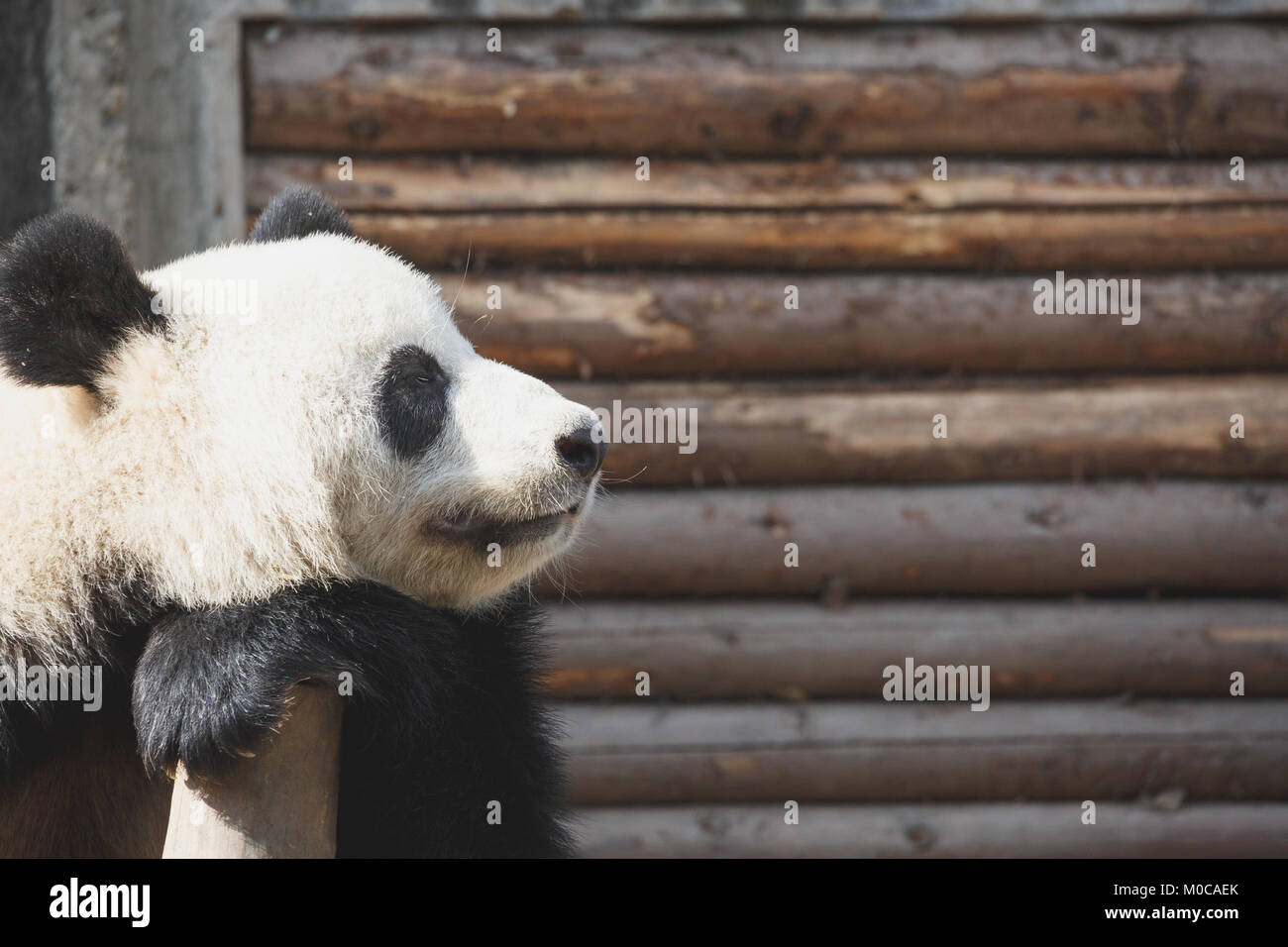 A giant panda's head close-up, a happy expression Stock Photo - Alamy