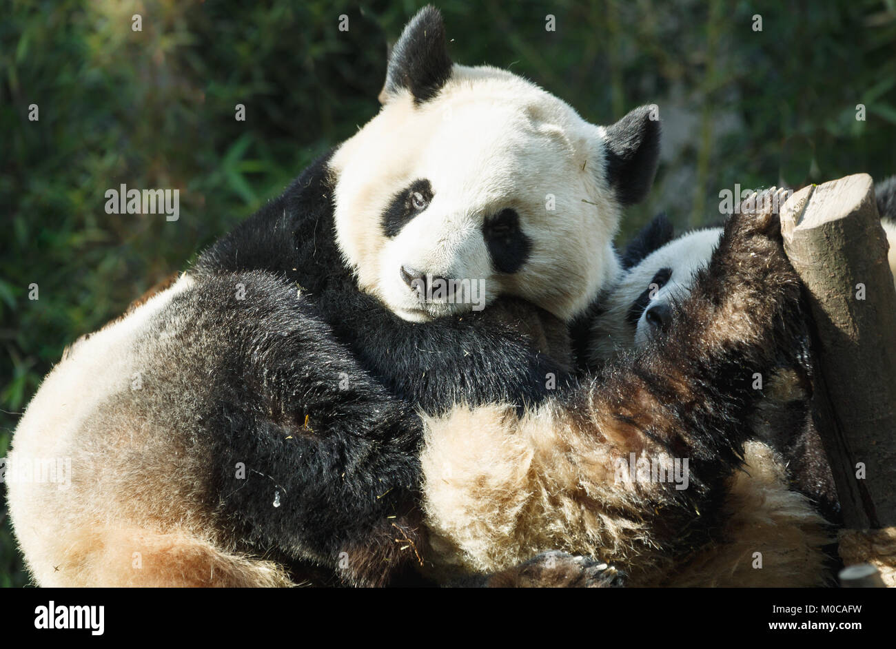 Two pandas are hugging and frolic together Stock Photo - Alamy
