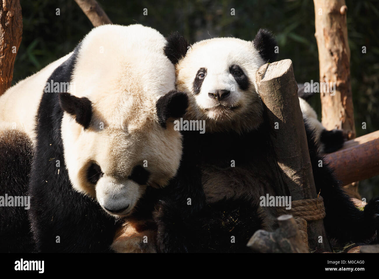 Two pandas are hugging and frolic together Stock Photo - Alamy