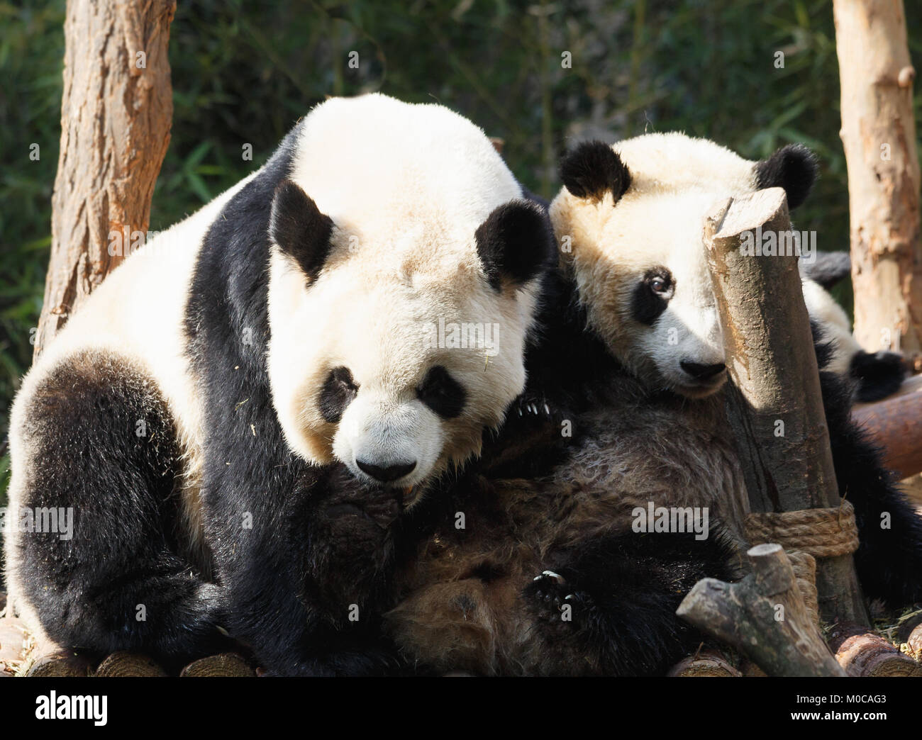 China son two parents hi-res stock photography and images - Alamy