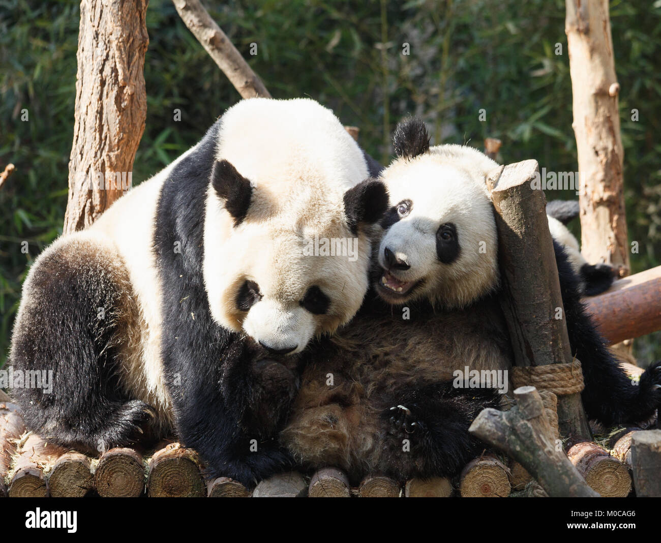 Two pandas are hugging and frolic together Stock Photo - Alamy