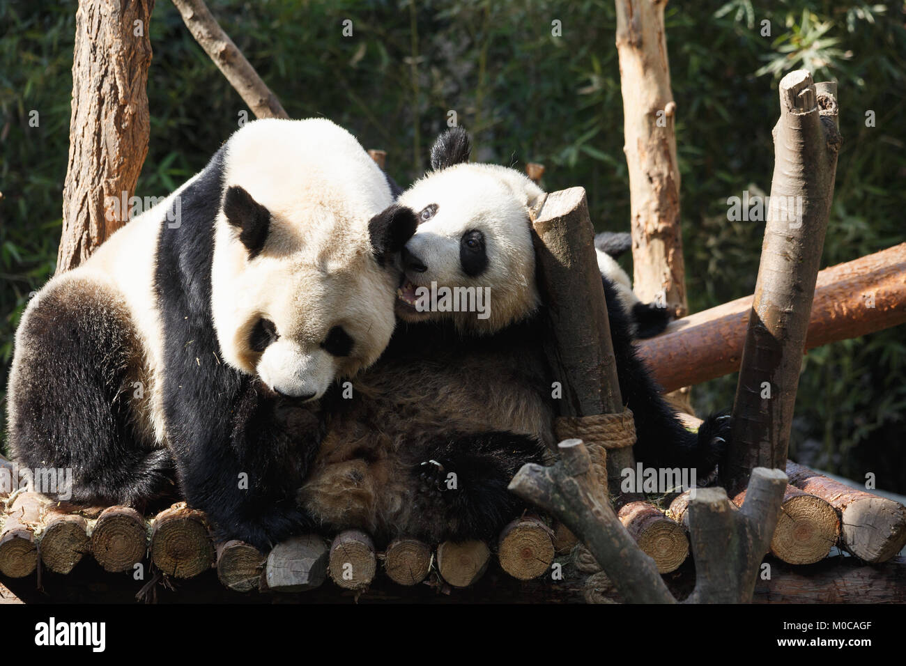 Two pandas are hugging and frolic together Stock Photo - Alamy