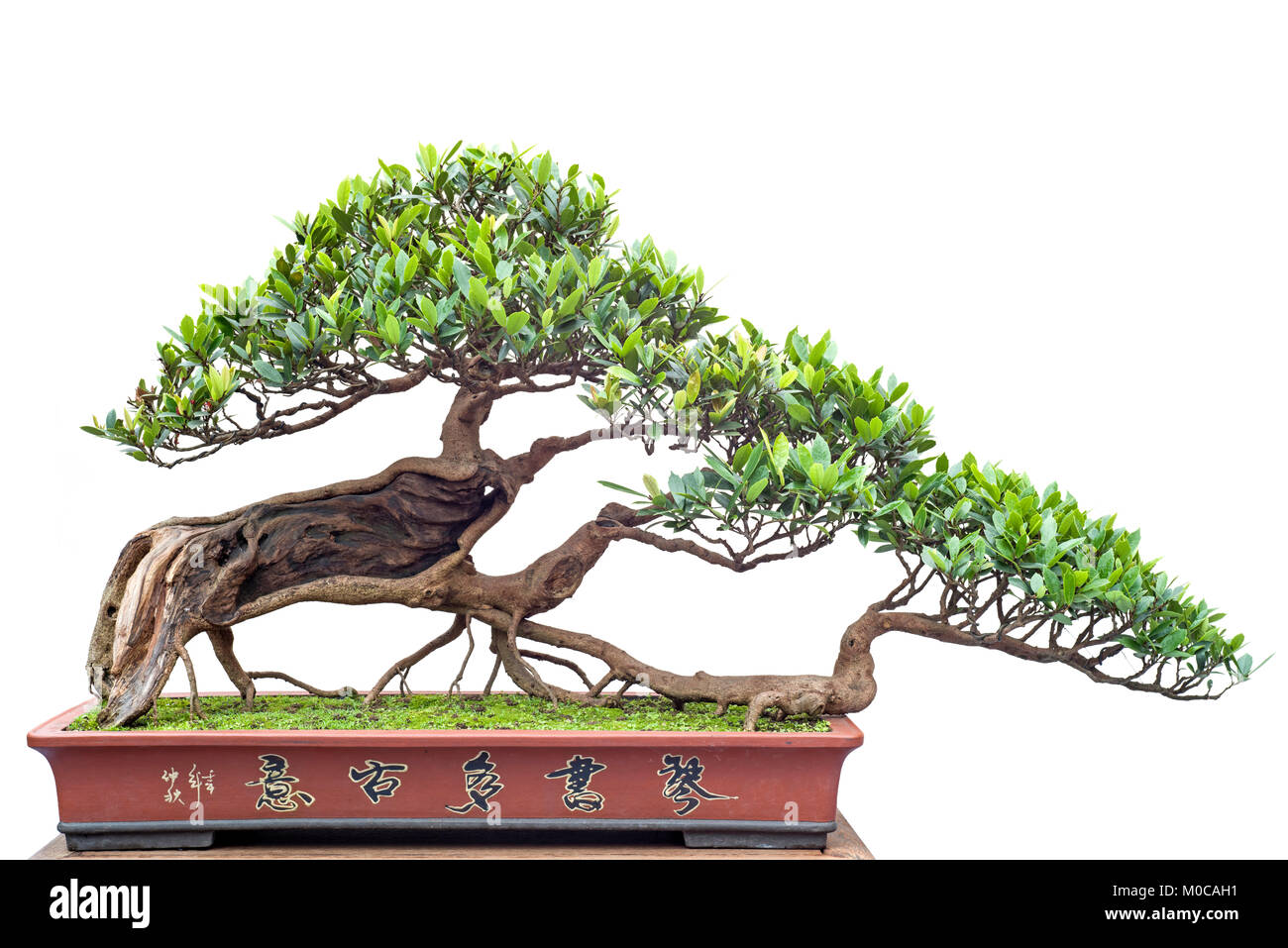 chinese old bonsai Stock Photo - Alamy