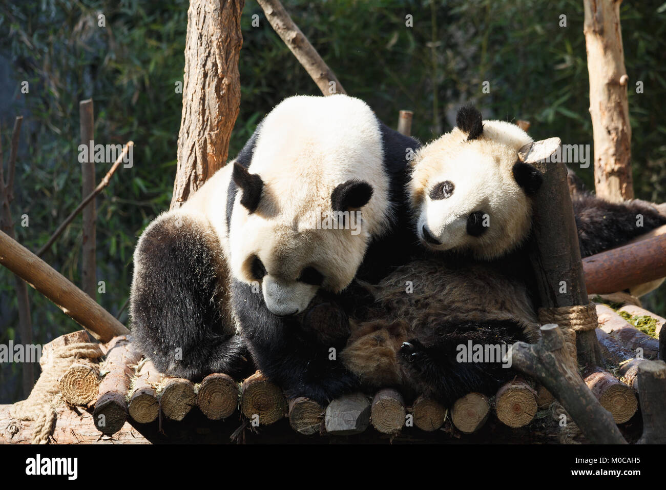 Two pandas are hugging and frolic together Stock Photo - Alamy
