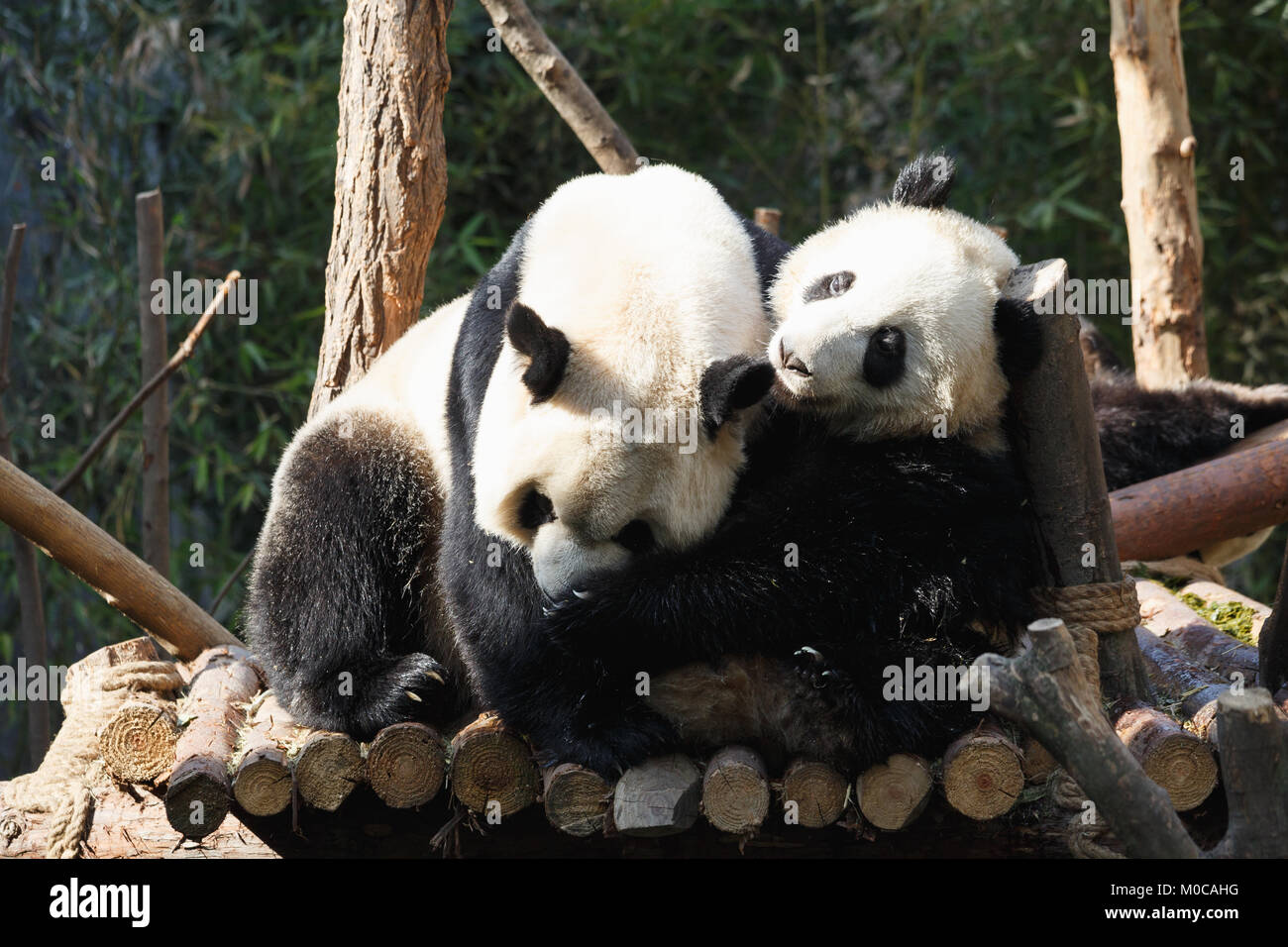 Pandas hugging hi-res stock photography and images - Alamy