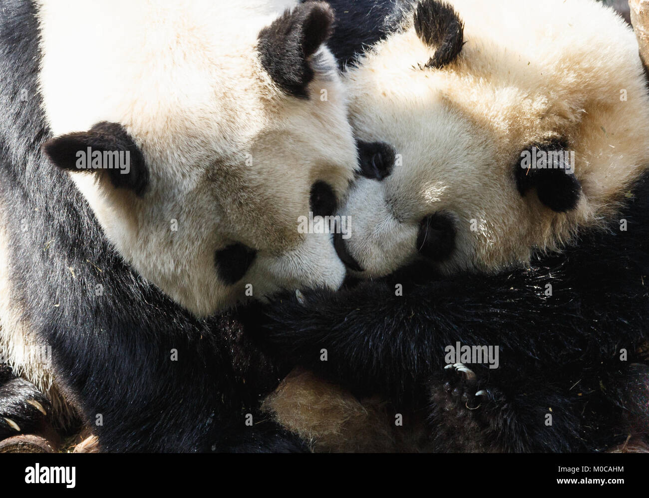 Two pandas are hugging and frolic together Stock Photo - Alamy