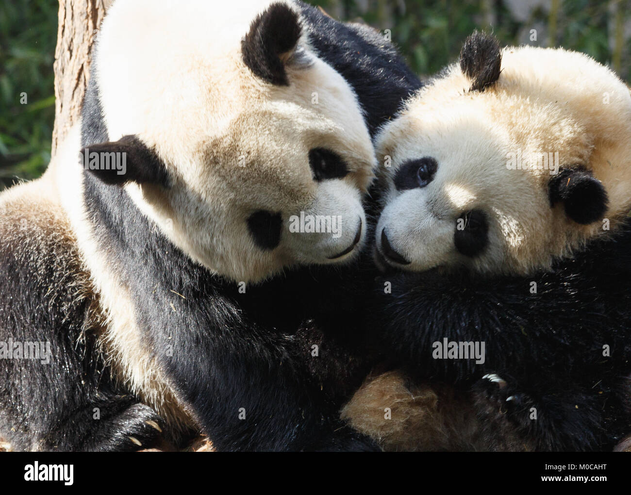 Two pandas are hugging and frolic together Stock Photo - Alamy