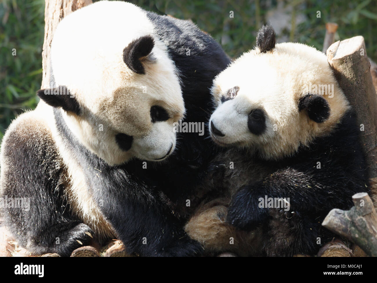 Two pandas are hugging and frolic together Stock Photo - Alamy