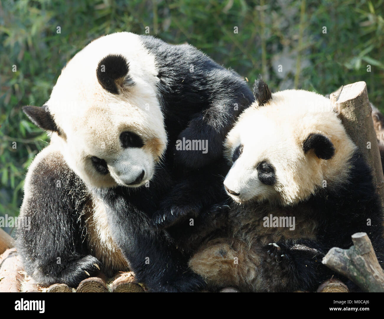 Pandas hugging hi-res stock photography and images - Alamy