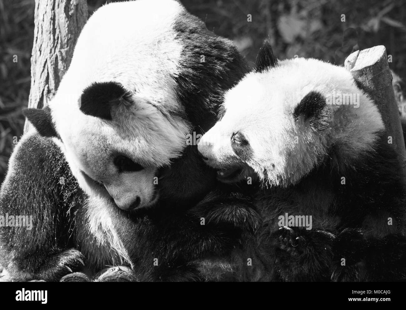Pandas hugging hi-res stock photography and images - Alamy