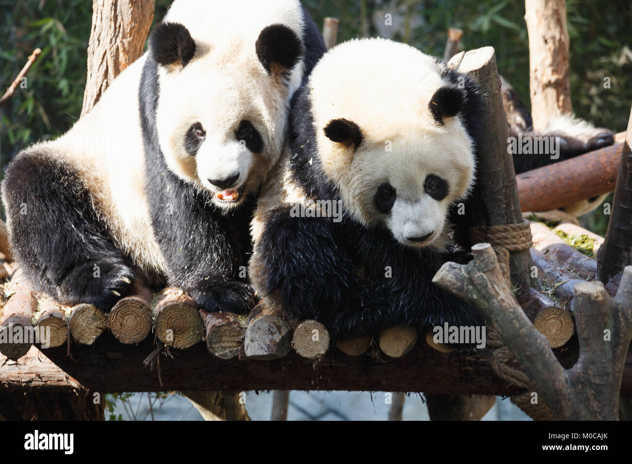 Two pandas are hugging and frolic together Stock Photo - Alamy