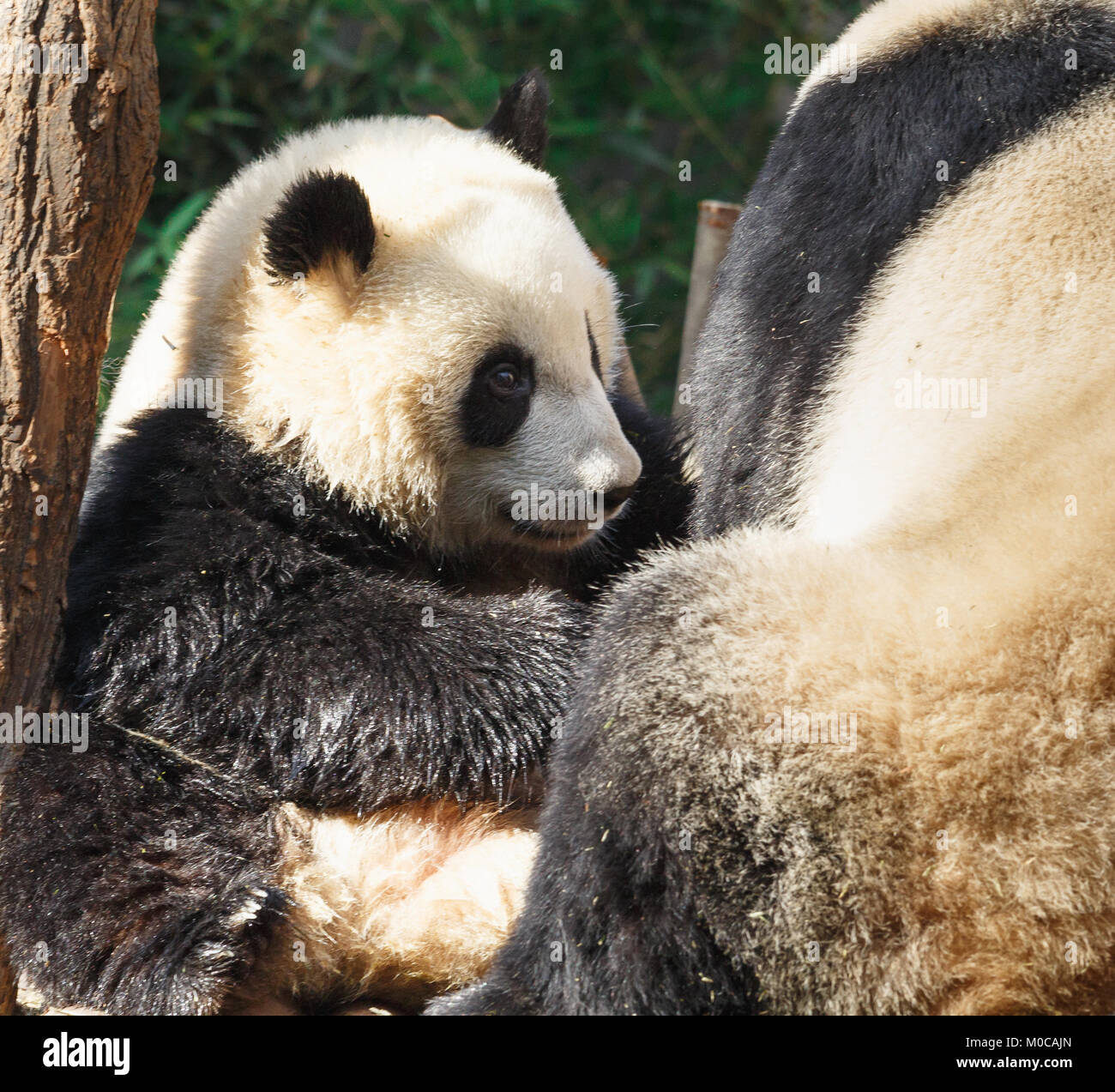 Two pandas are hugging and frolic together Stock Photo - Alamy