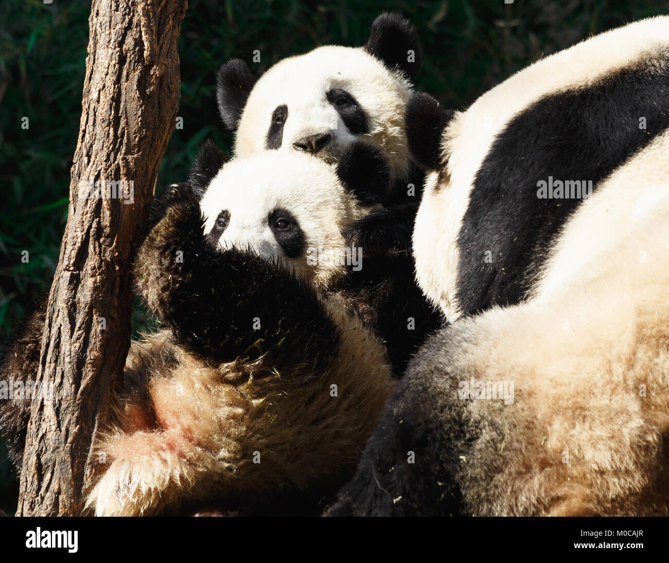 Two pandas are hugging and frolic together Stock Photo - Alamy