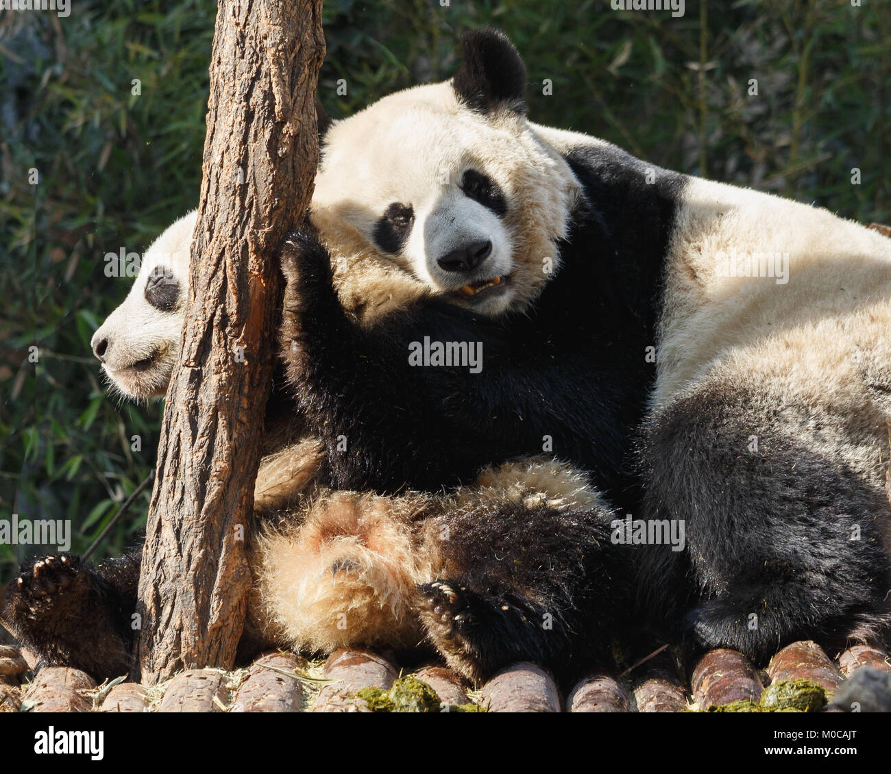 Two pandas are hugging and frolic together Stock Photo - Alamy