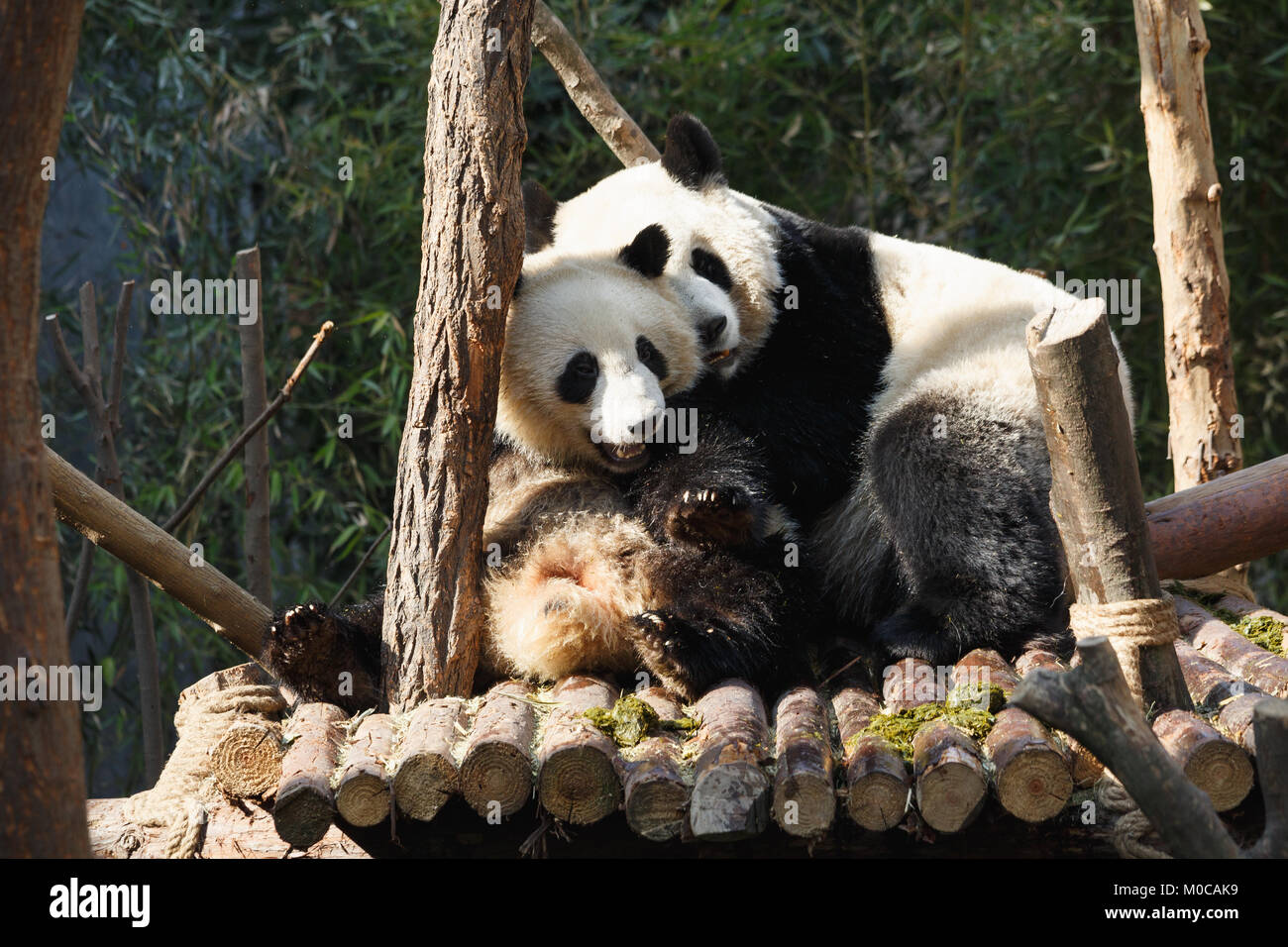 Pandas Hugging High Resolution Stock Photography and Images - Alamy