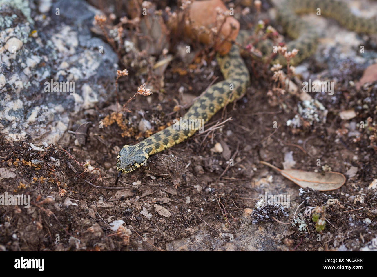 Viperine Snake Stock Photos & Viperine Snake Stock Images - Alamy