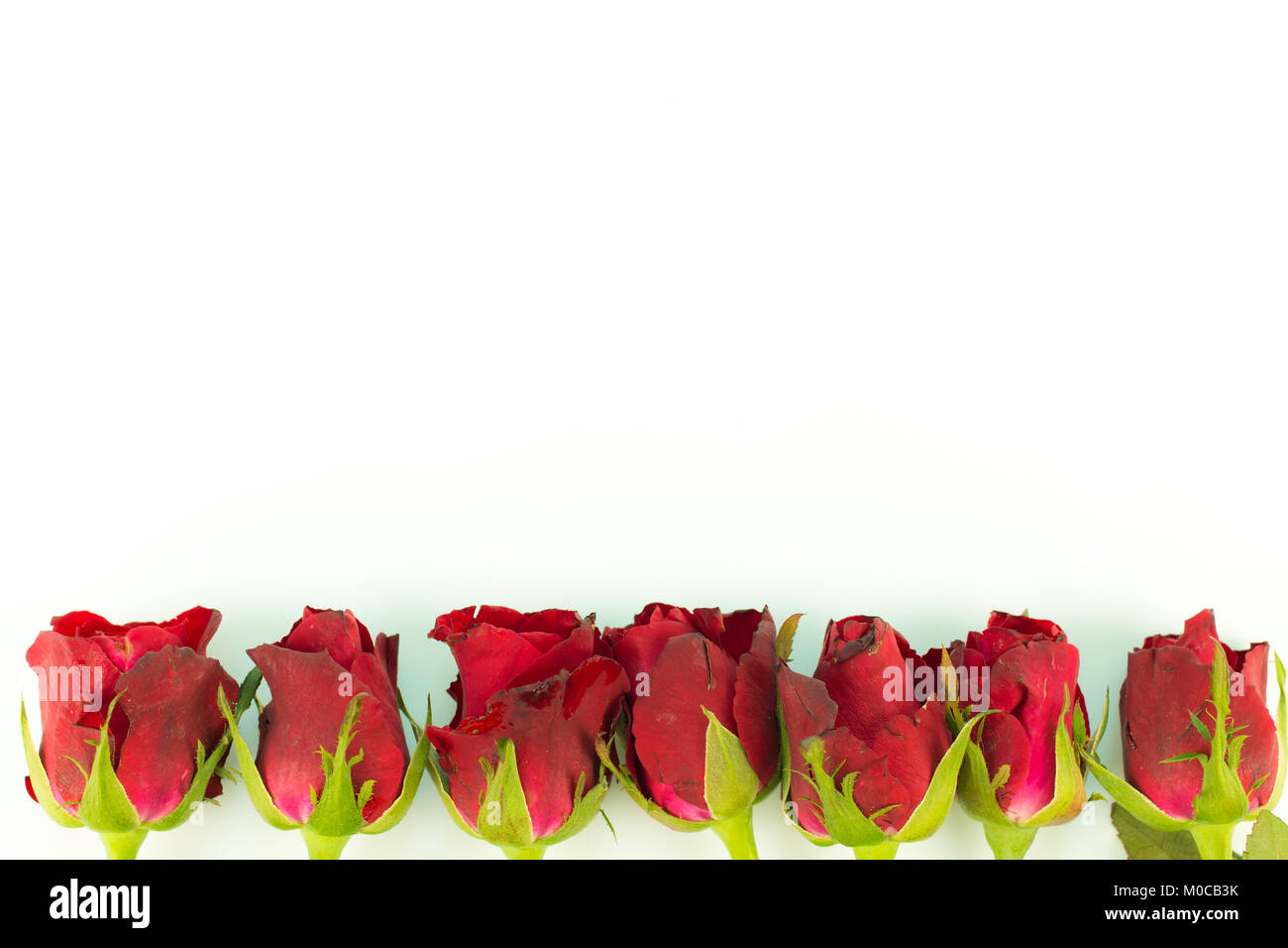 greeting card frame of red roses on a white background. with Copy space ...
