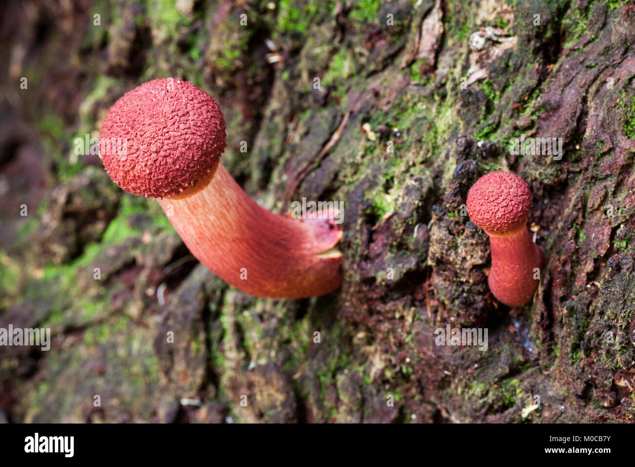 Shaggy Cap (Bolletellus emodensis) developing fungi growing from tree ...