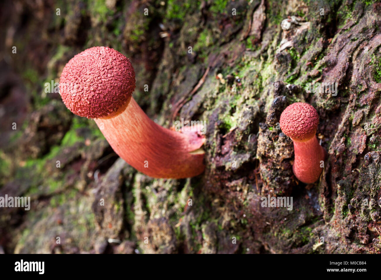 Shaggy Cap (Bolletellus emodensis) developing fungi growing from tree ...
