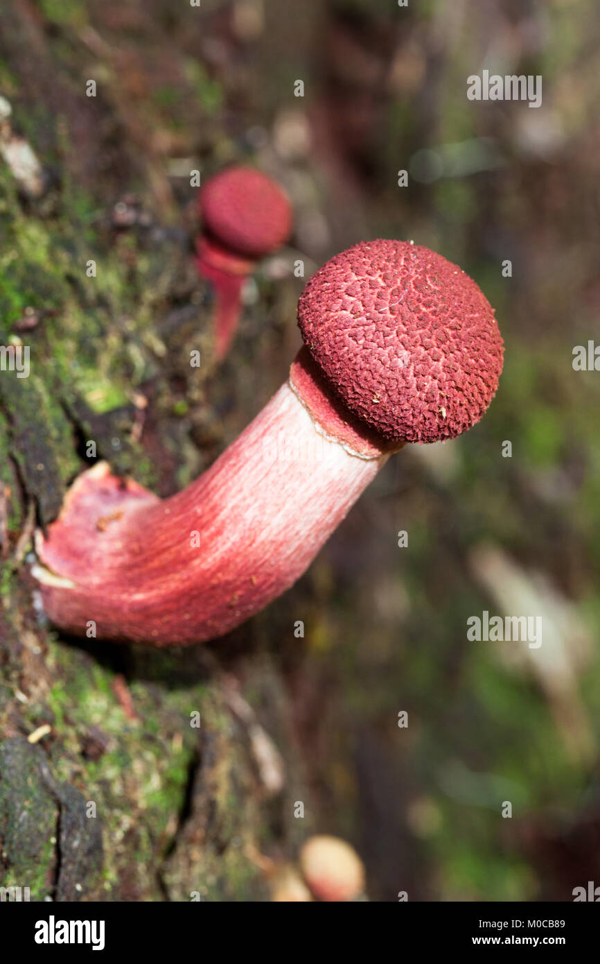 Shaggy Cap (Bolletellus emodensis) developing fungi growing from tree ...