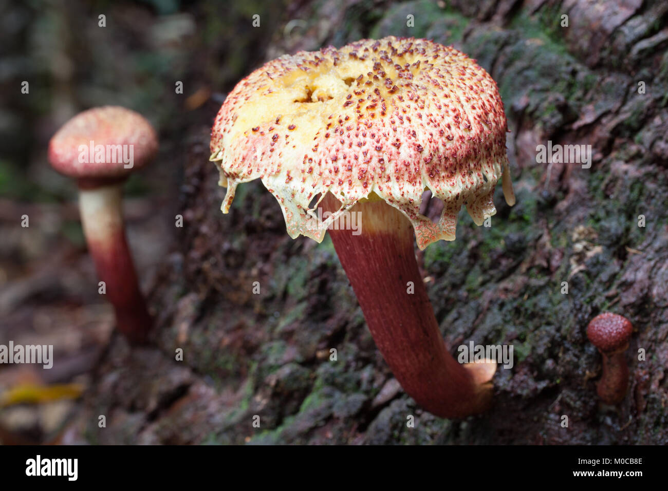 Shaggy Cap (Bolletellus emodensis) ripening fungi growing from tree ...