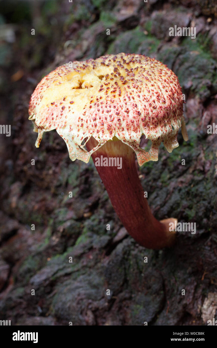 Boletellus emodensis hi-res stock photography and images - Alamy