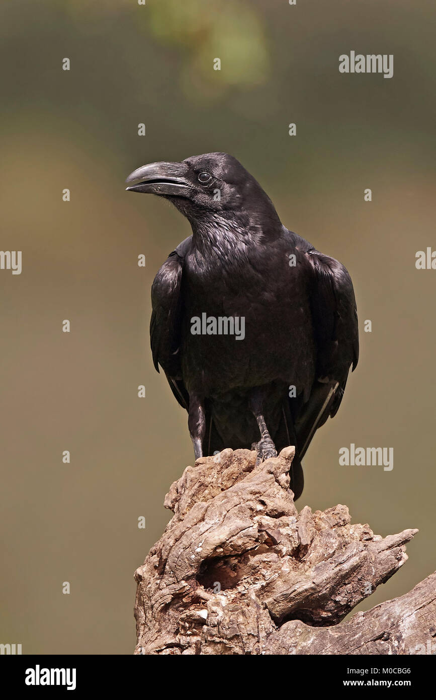 Common raven resting hi-res stock photography and images - Alamy
