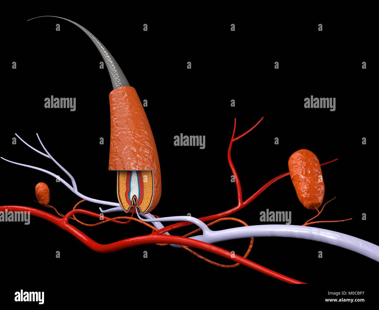 3d illustration structure of the hair, isolated black Stock Photo - Alamy