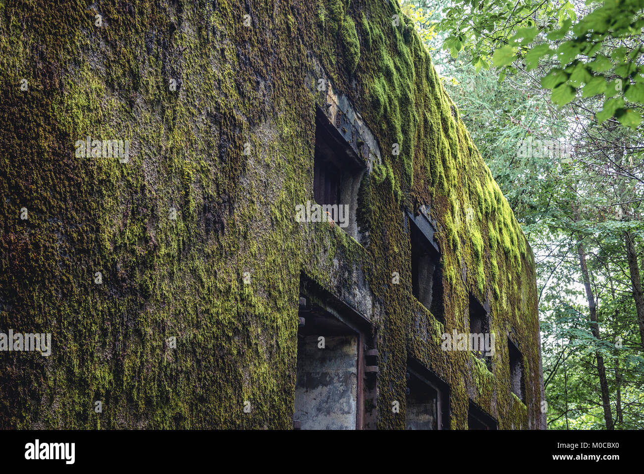 Bunker covered with moss in Mamerki (German: Mauerwald) bunker complex ...