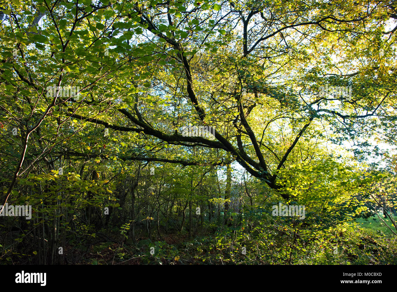 Sunlight in trees hi-res stock photography and images - Alamy