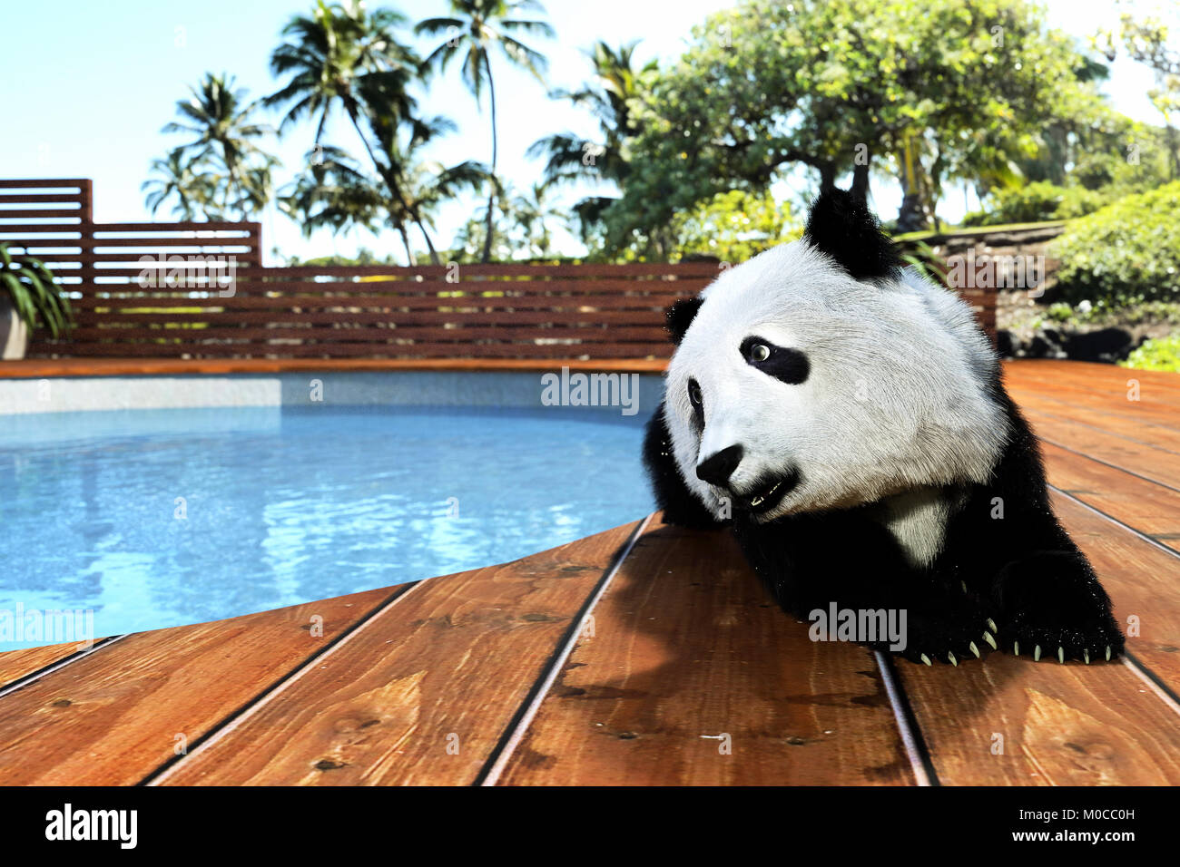 a panda bear on the poolside Stock Photo - Alamy