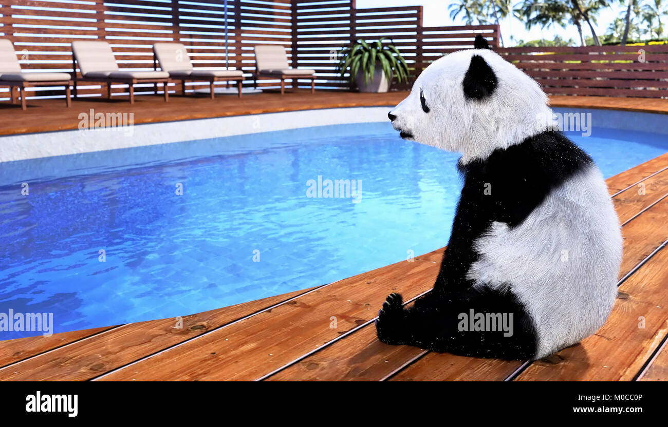 a panda bear on the poolside Stock Photo - Alamy
