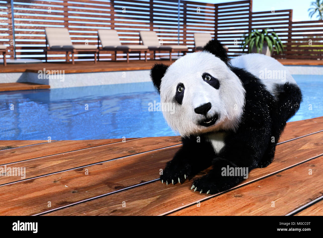 Giant Panda Swimming