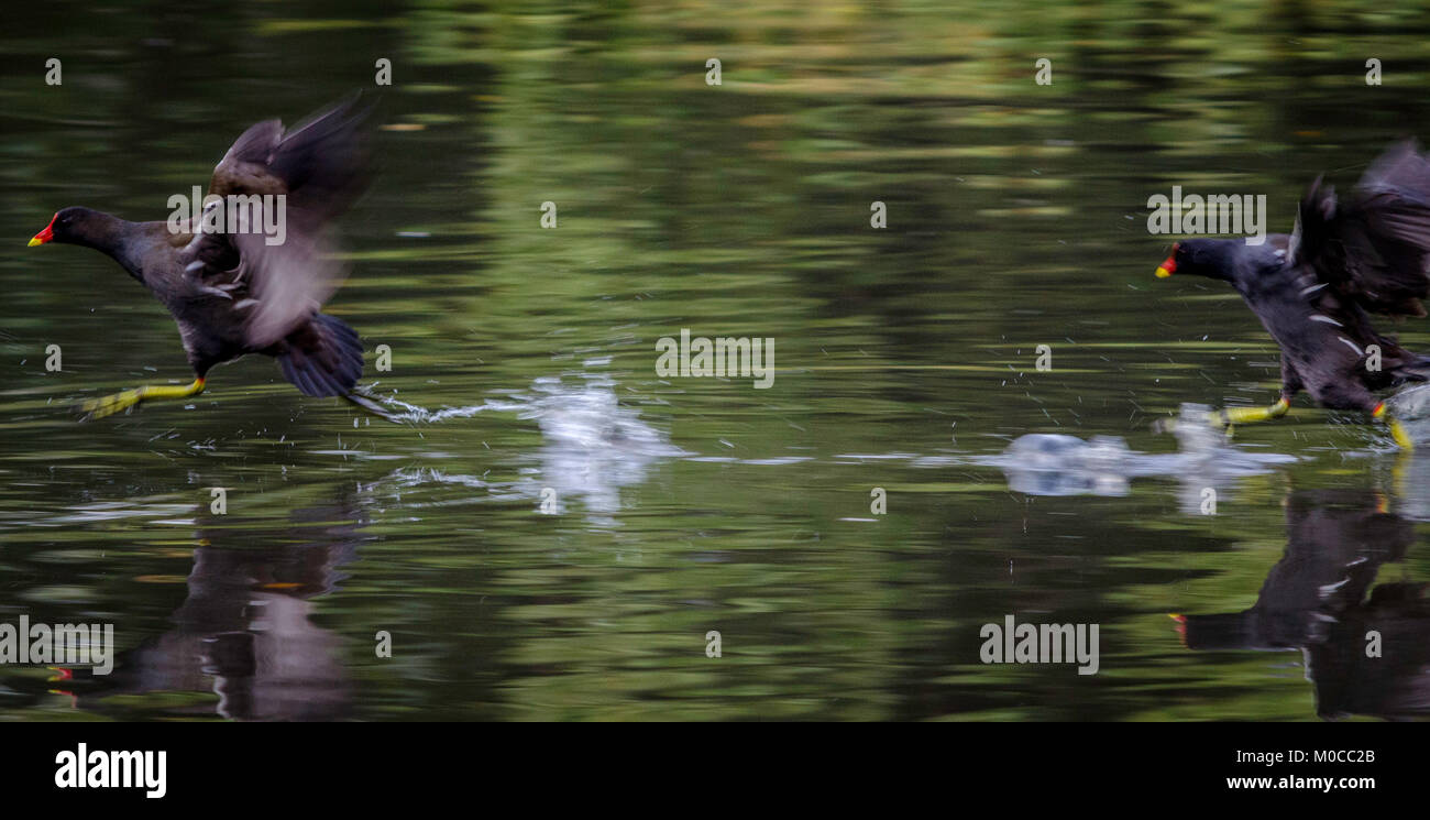 Moorhen at Ditchling Pond Stock Photo - Alamy