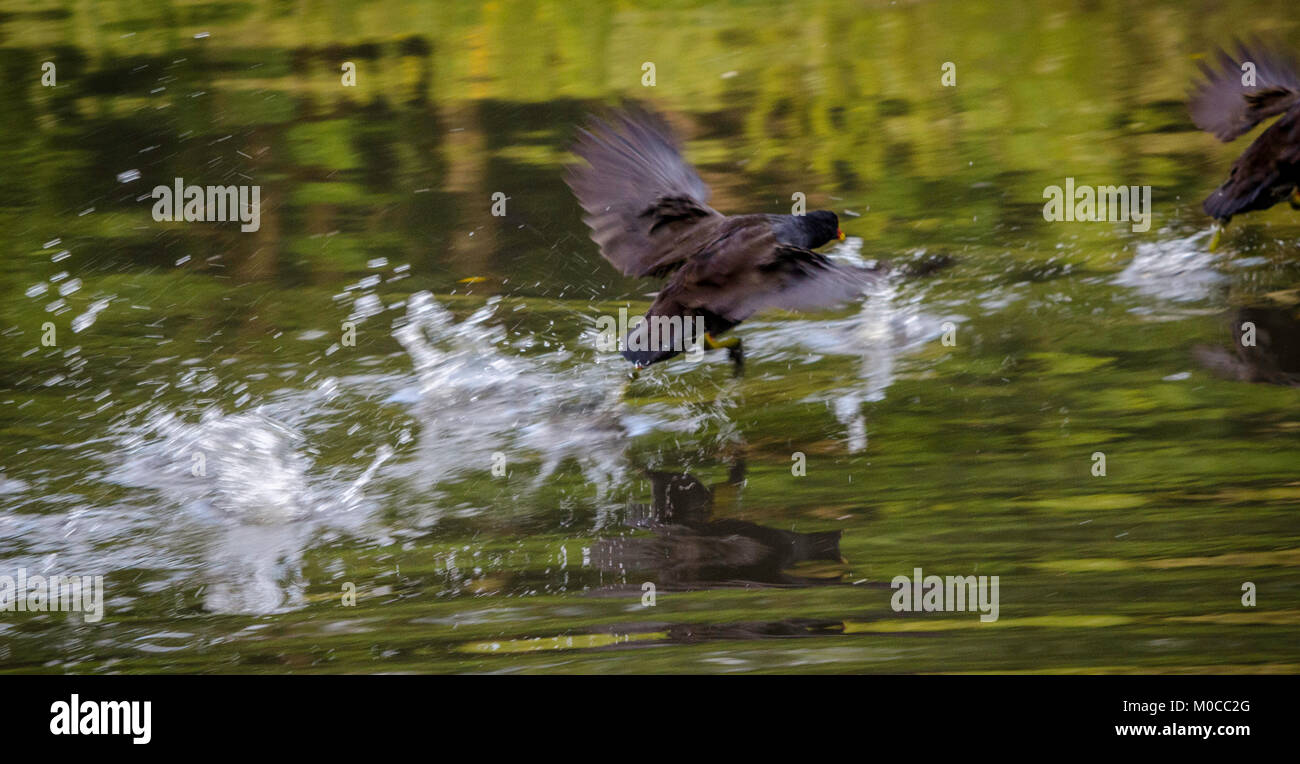 Moorhen at Ditchling Pond Stock Photo - Alamy