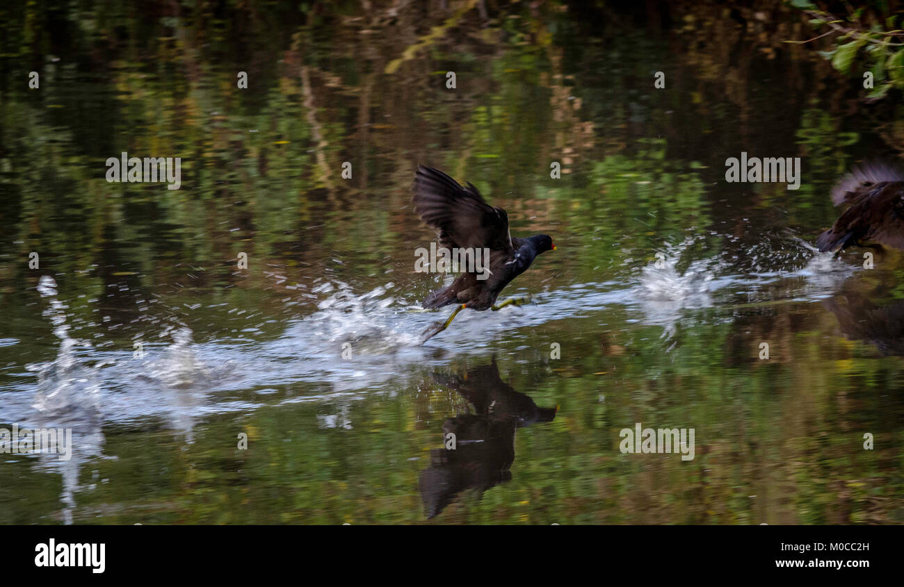 Moorhen at Ditchling Pond Stock Photo - Alamy
