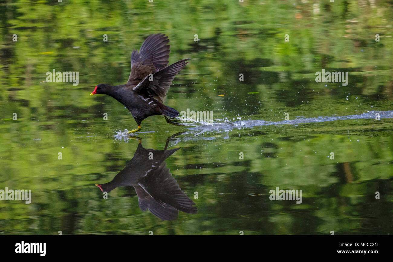 Moorhen at Ditchling Pond Stock Photo - Alamy