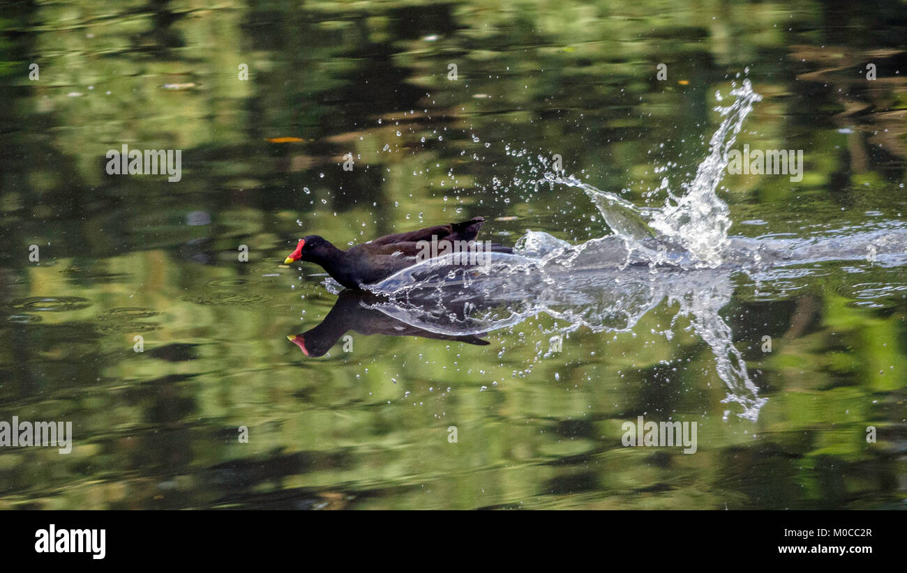 Moorhen at Ditchling Pond Stock Photo - Alamy