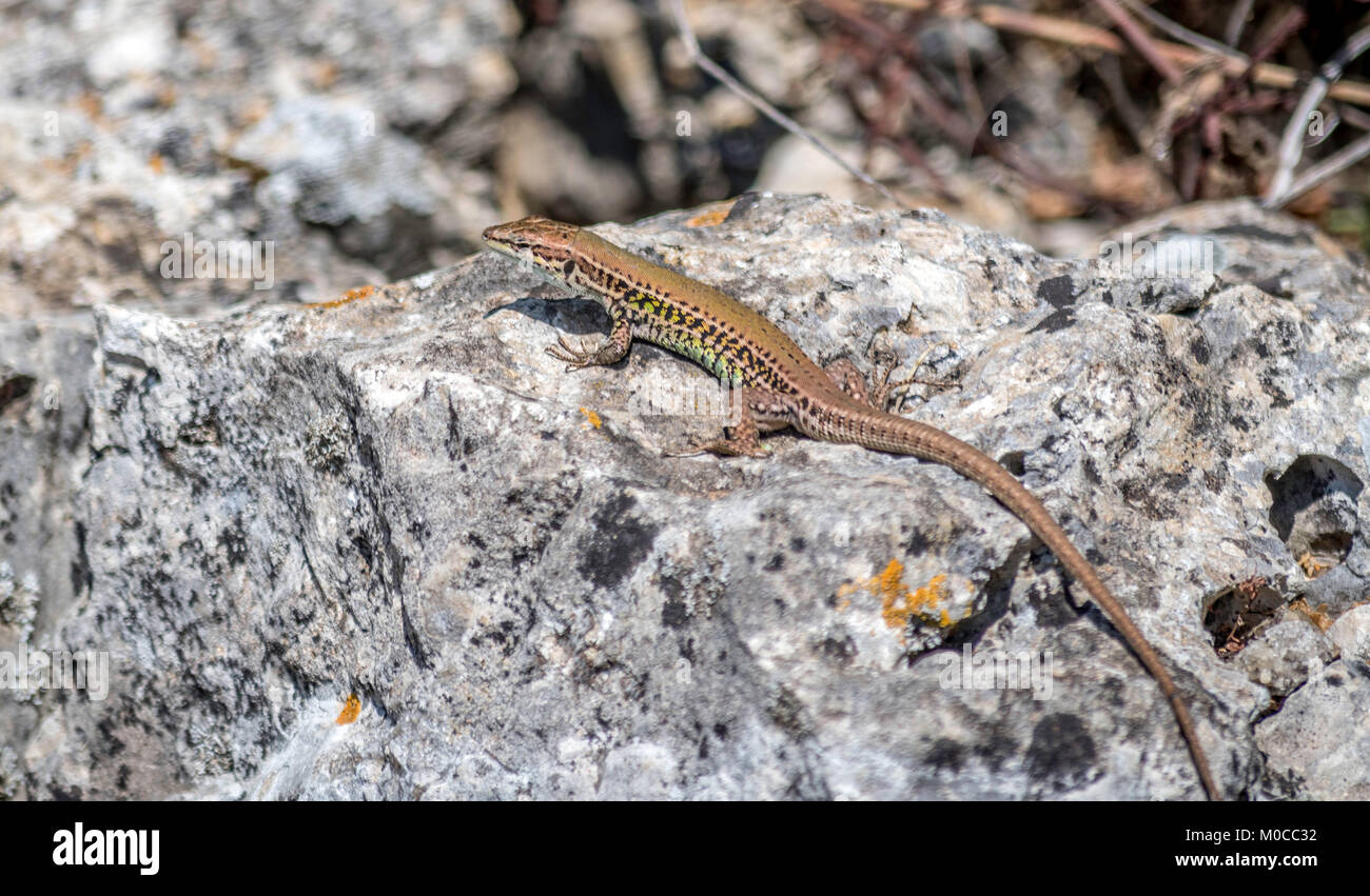 Wildlife seen on Ithaca Stock Photo - Alamy