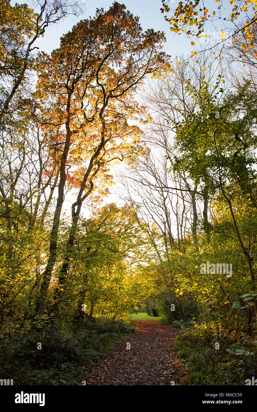 Tree walk westonbirt arboretum hi-res stock photography and images - Alamy