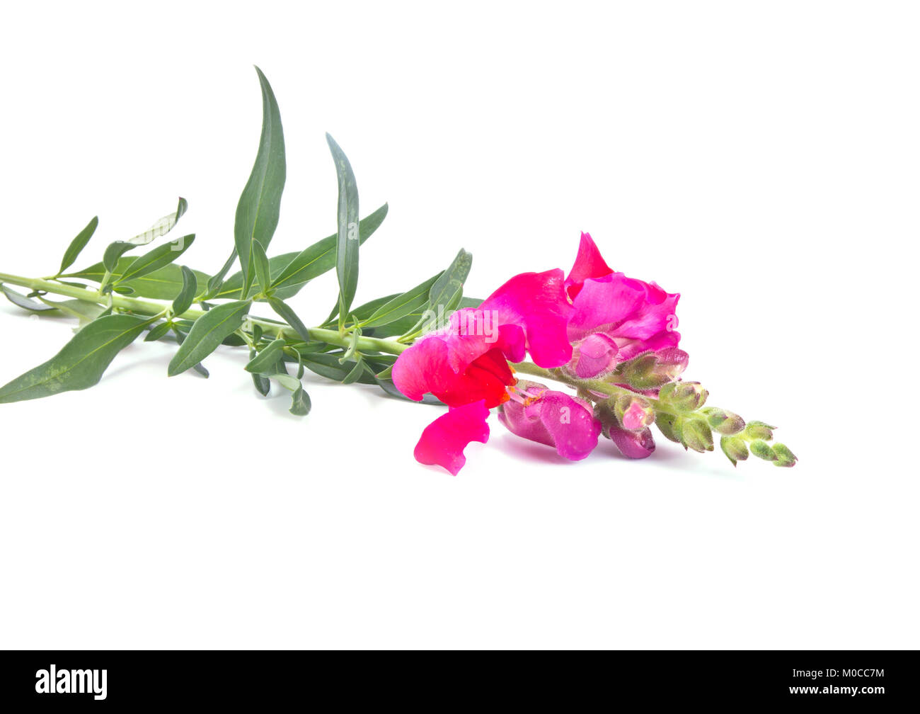 Snapdragon flower isolated on white background Stock Photo - Alamy