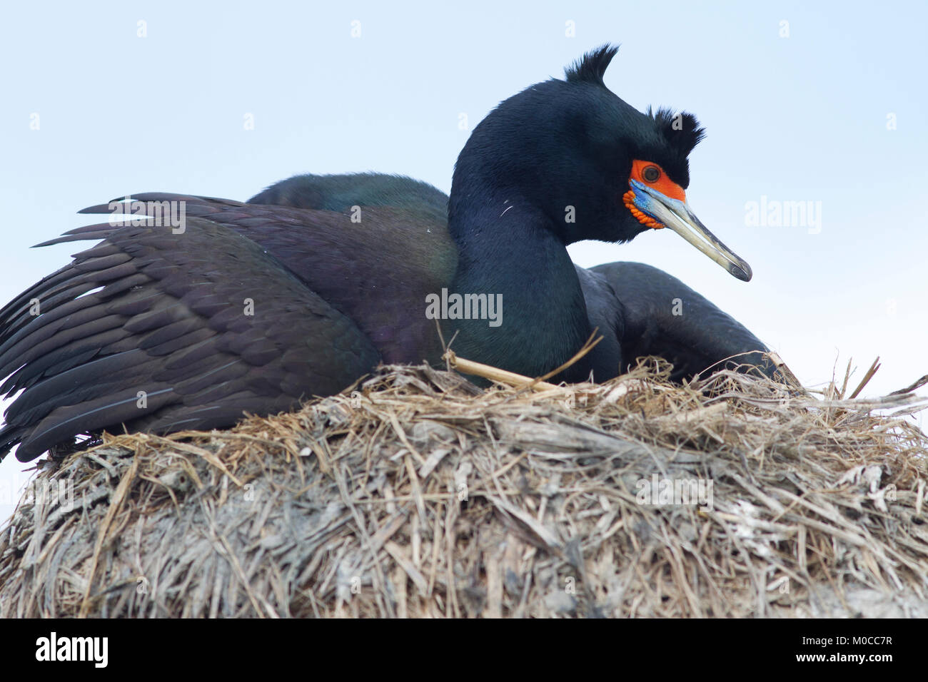 Red faced cormorant hi-res stock photography and images - Alamy