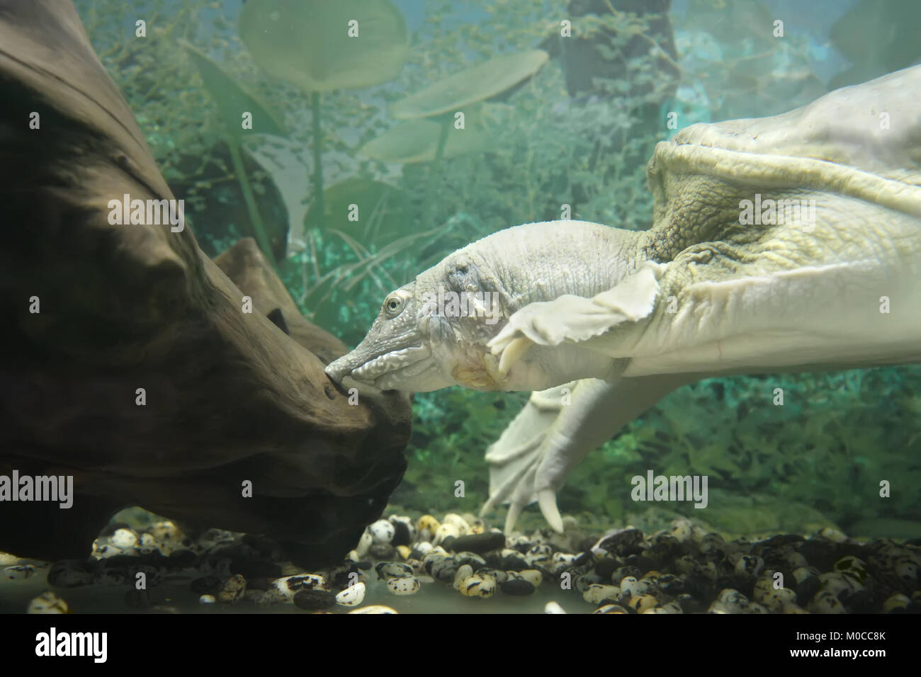 Chinese softshell turtle (Pelodiscus sinensis) or the species is also ...